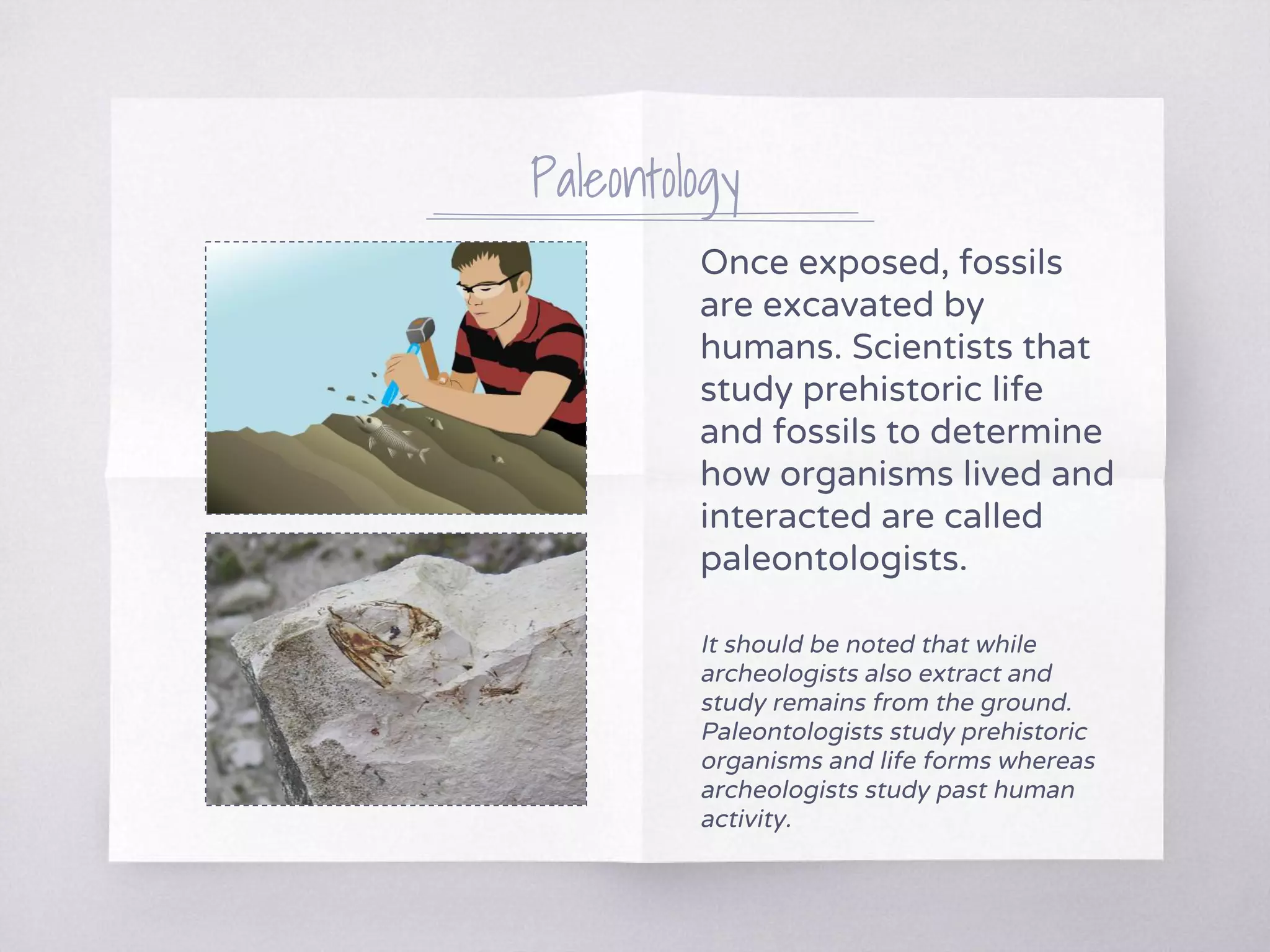 Fossils | PDF | Geology | Science