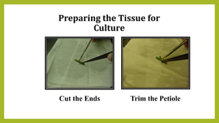 Plant Cell and Tissue Culture | PPTX