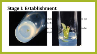 Plant Cell and Tissue Culture | PPTX