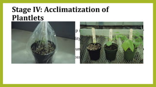 Plant Cell and Tissue Culture | PPTX