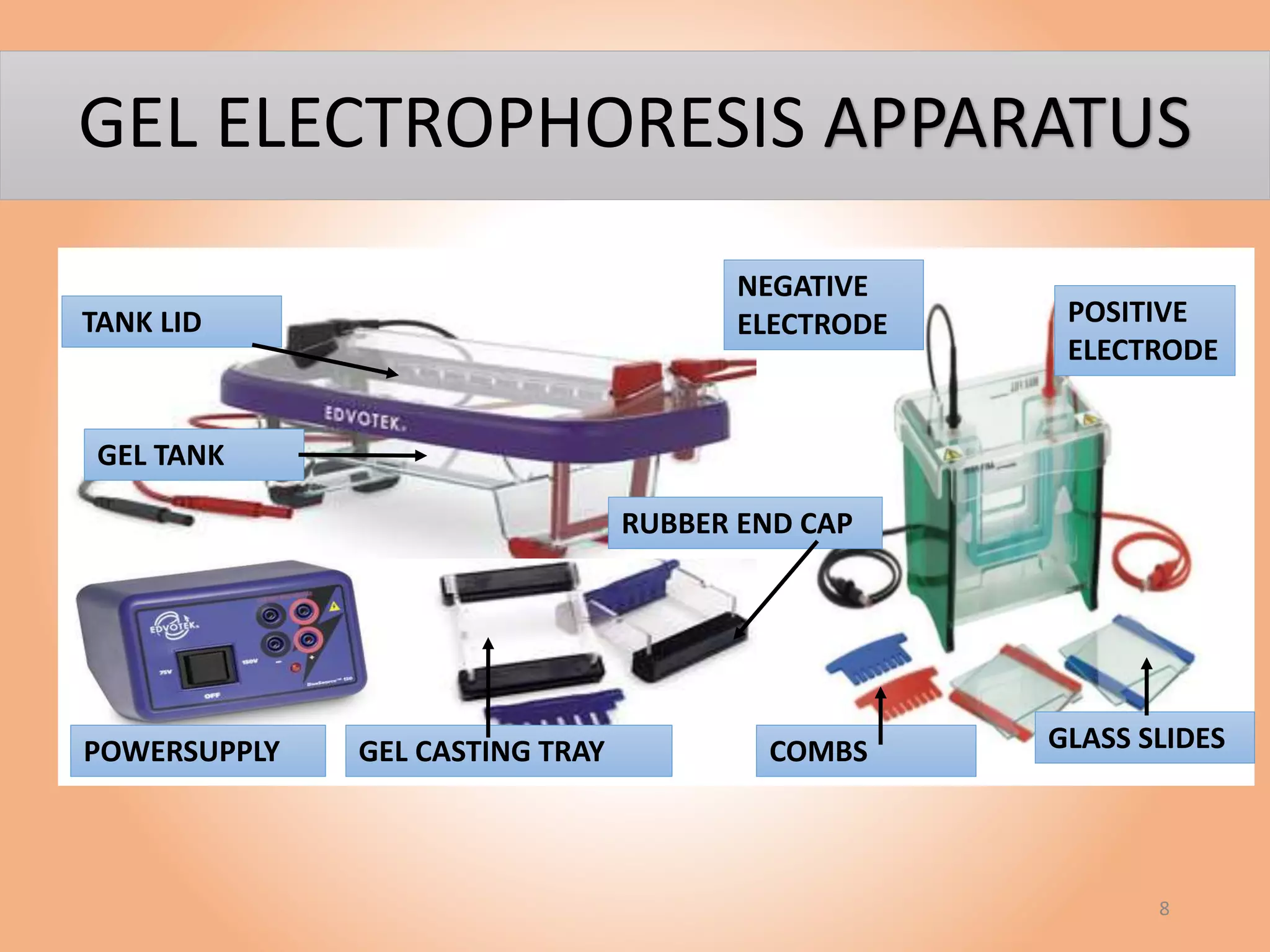 Essentials of Gel Electrophoresis | PPTX