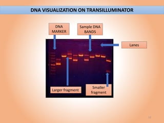 Essentials of Gel Electrophoresis | PPTX