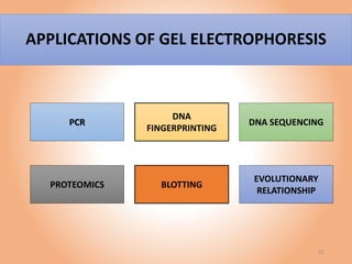 Essentials of Gel Electrophoresis | PPTX