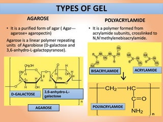 Essentials of Gel Electrophoresis | PPTX