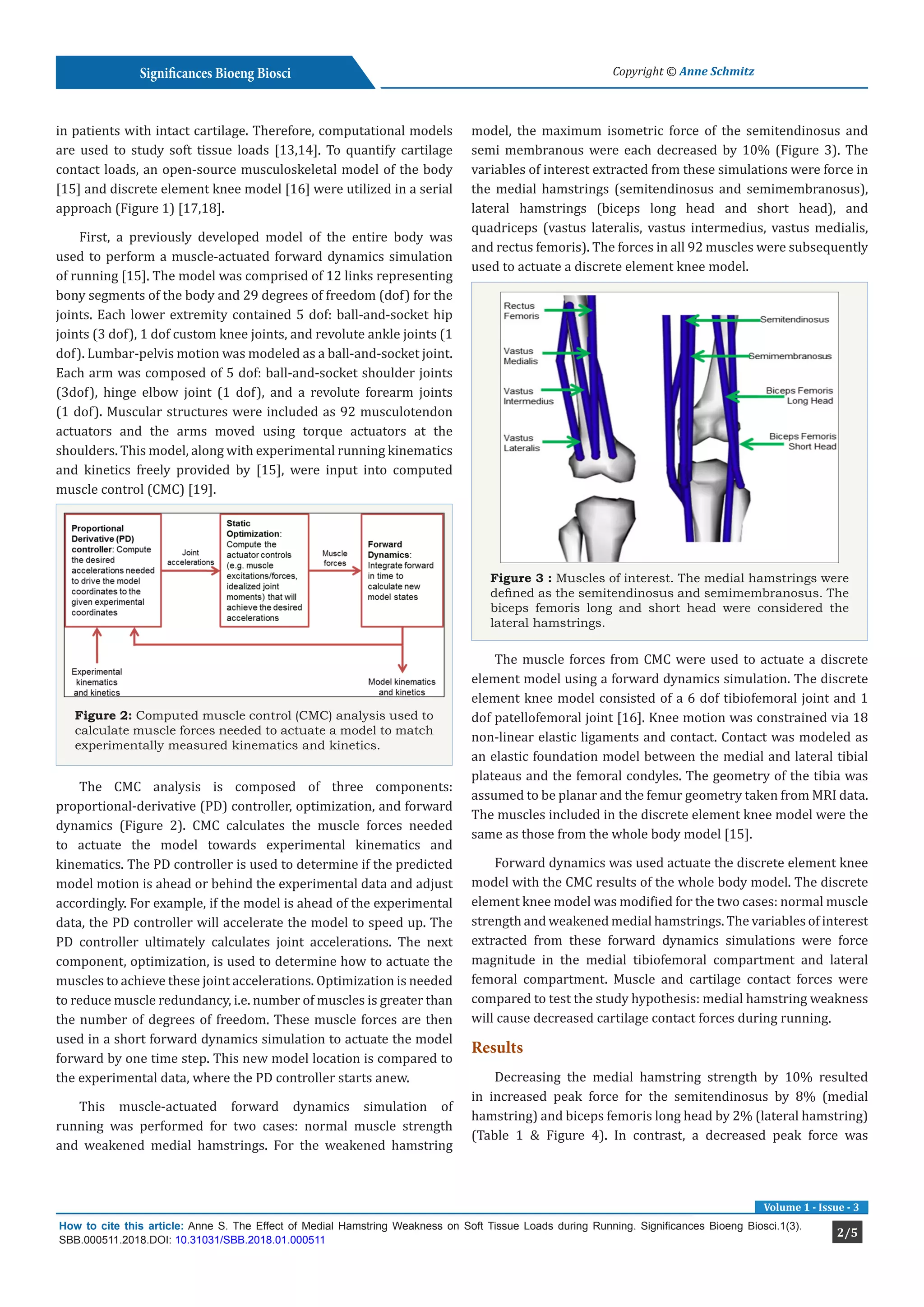 Crimson Publishers- The Effect of Medial Hamstring Weakness on Soft ...