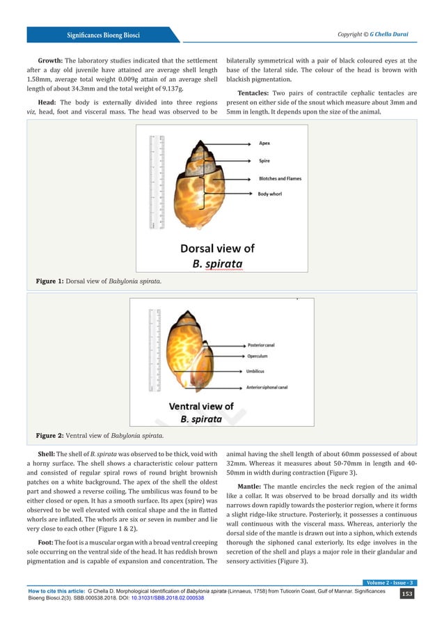 Morphological Identification of Babylonia spirata (Linnaeus, 1758) from ...
