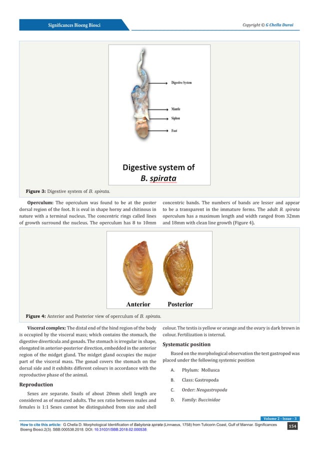 Morphological Identification of Babylonia spirata (Linnaeus, 1758) from ...