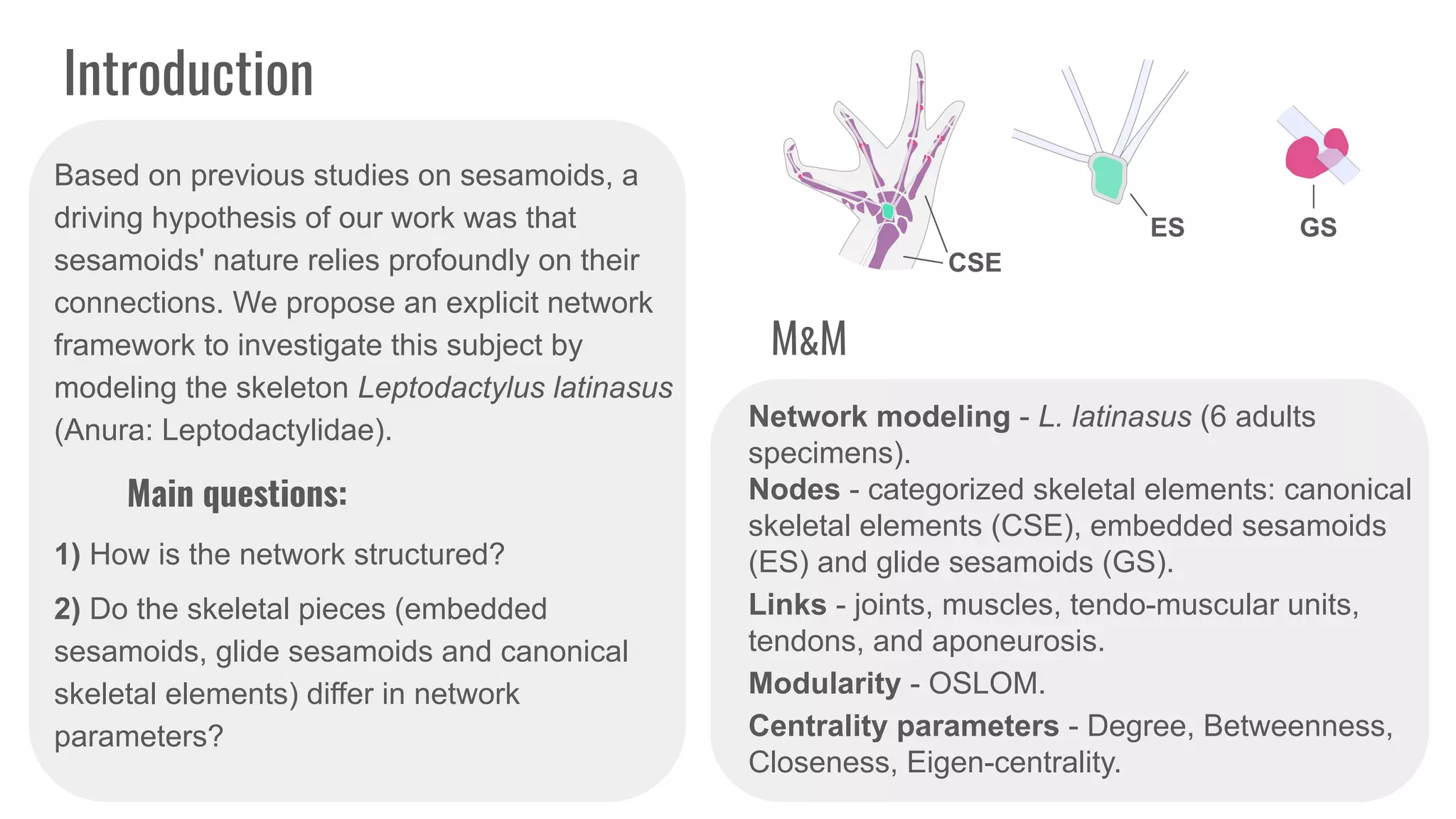 Delimiting The Boundaries Of Sesamoid Identities Under The Network Theory Framework Pdf