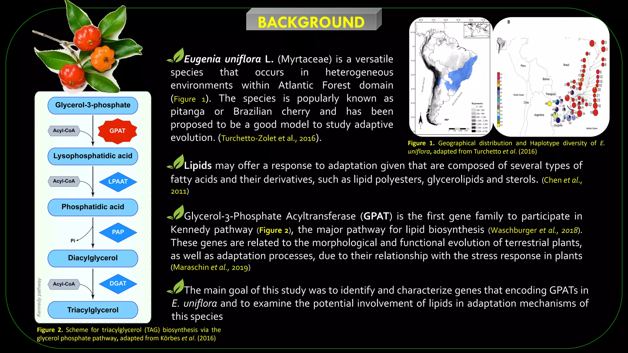Glycerol-3-phosphate Acyltransferase (GPAT) genes of Eugenia uniflora L ...