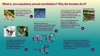 Man down: modeling the evolution of precopulatory cannibalism in fishing spiders (Dolomedes ...