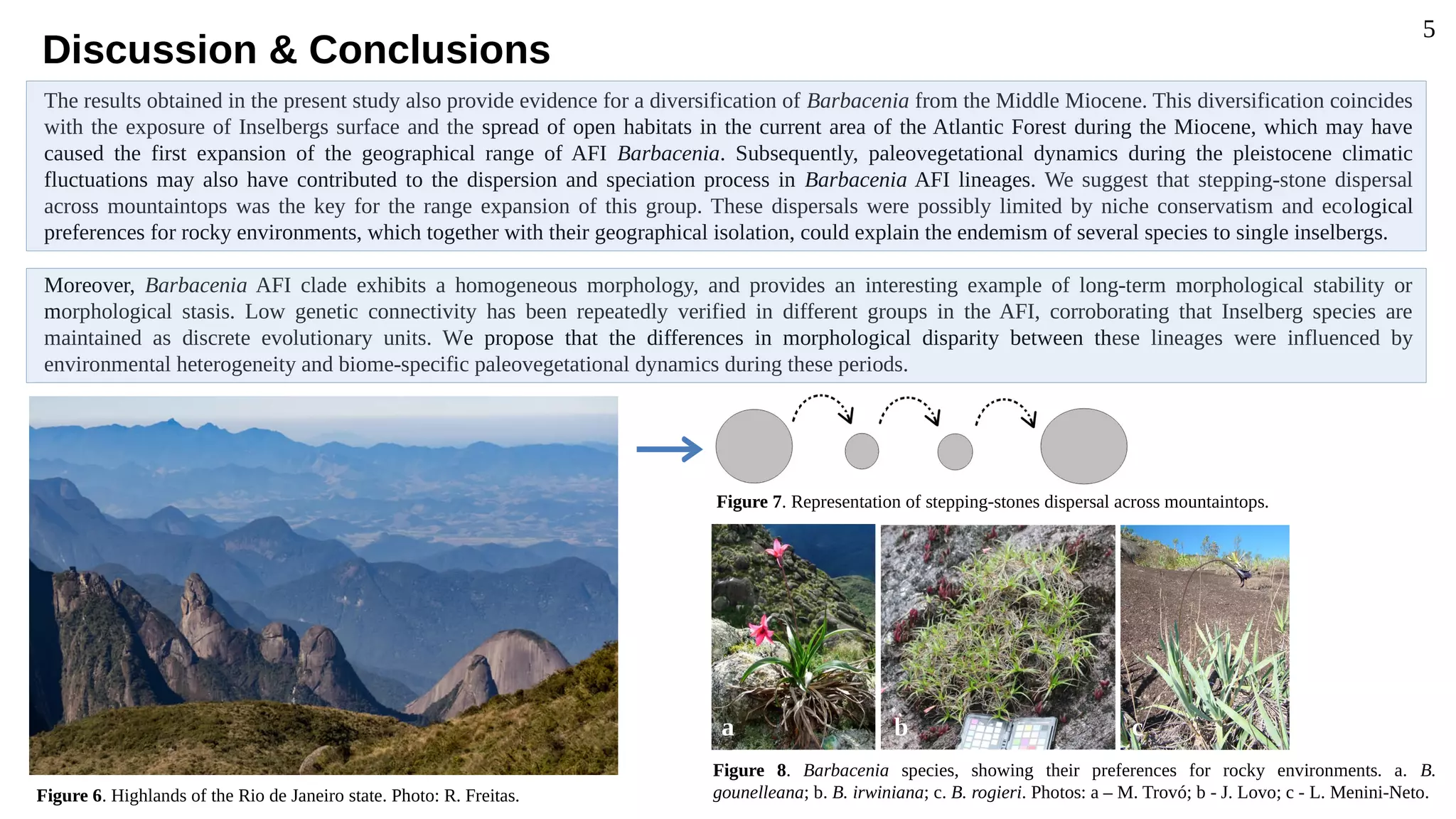 Evidence for morphological evolutionary stasis in a Middle Miocene ...