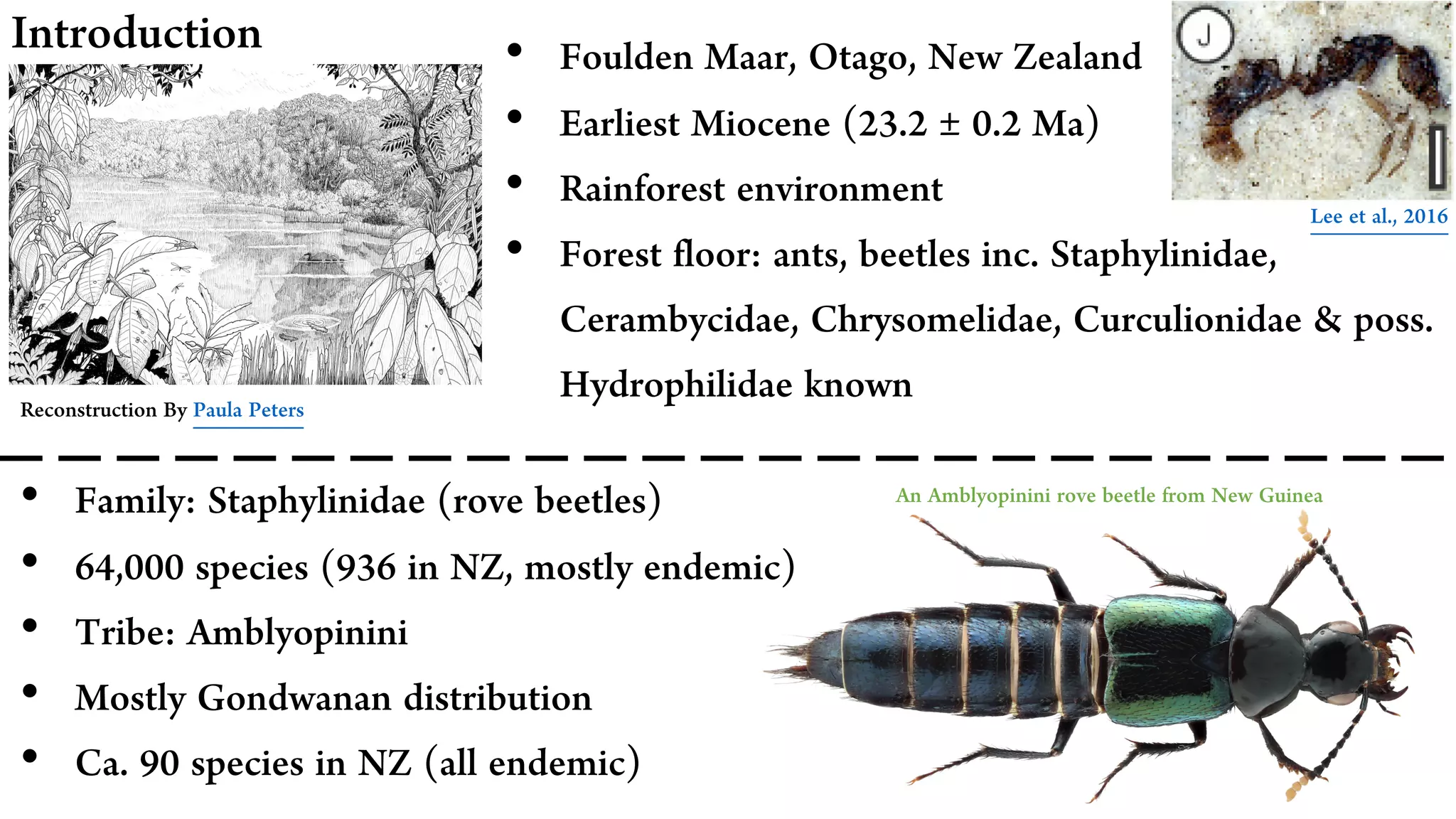 An amblyopinine rove beetle from the earliest Miocene Foulden Maar ...