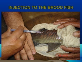 indused breeding for fish | PPT