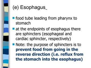 SBI3U Digestive Tour | PPT