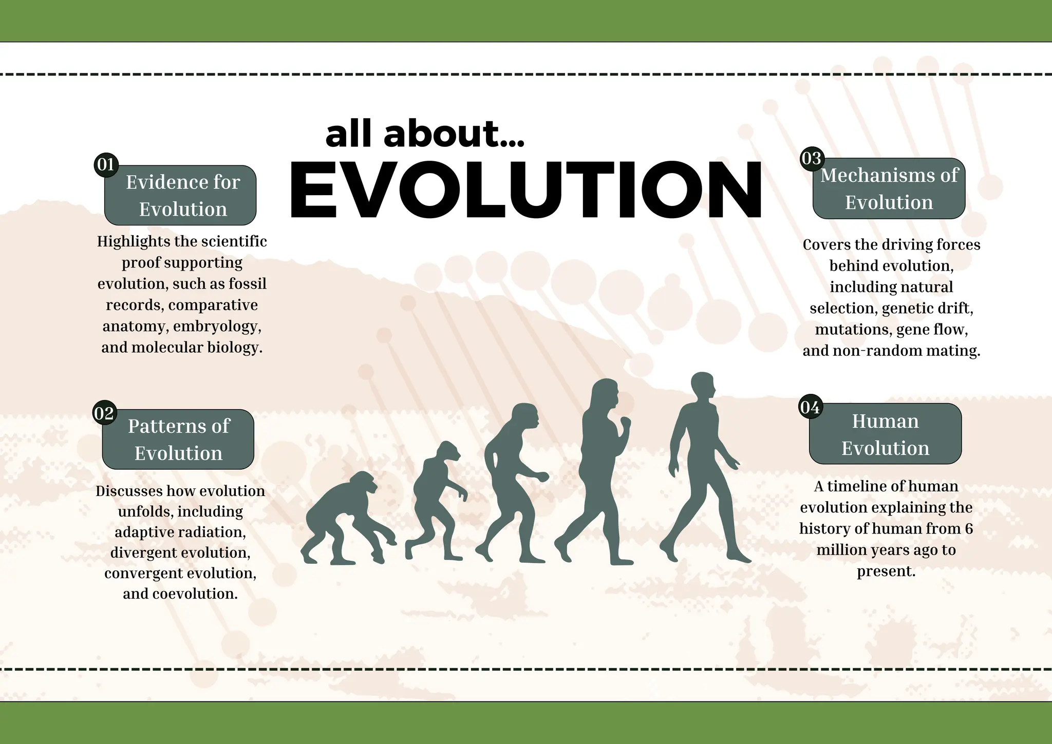 SBI3U Unit 3 All About Evolution Posters | PPT