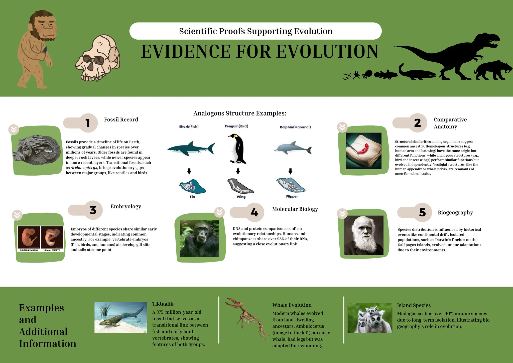 SBI3U Unit 3 All About Evolution Posters | PPT