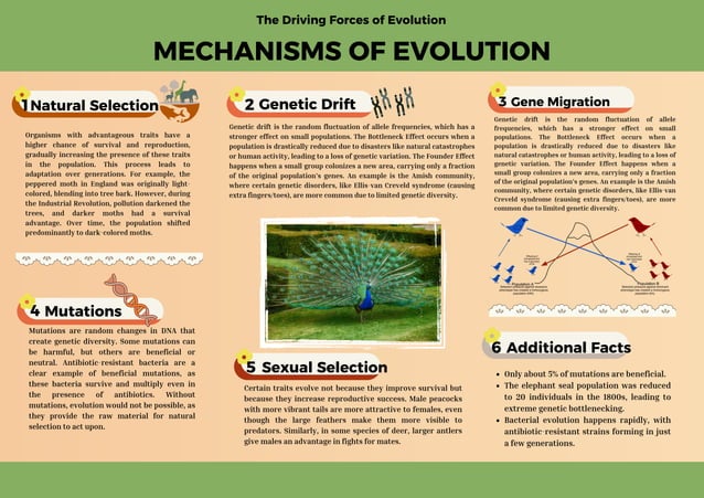 SBI3U Unit 3 All About Evolution Posters | PPT