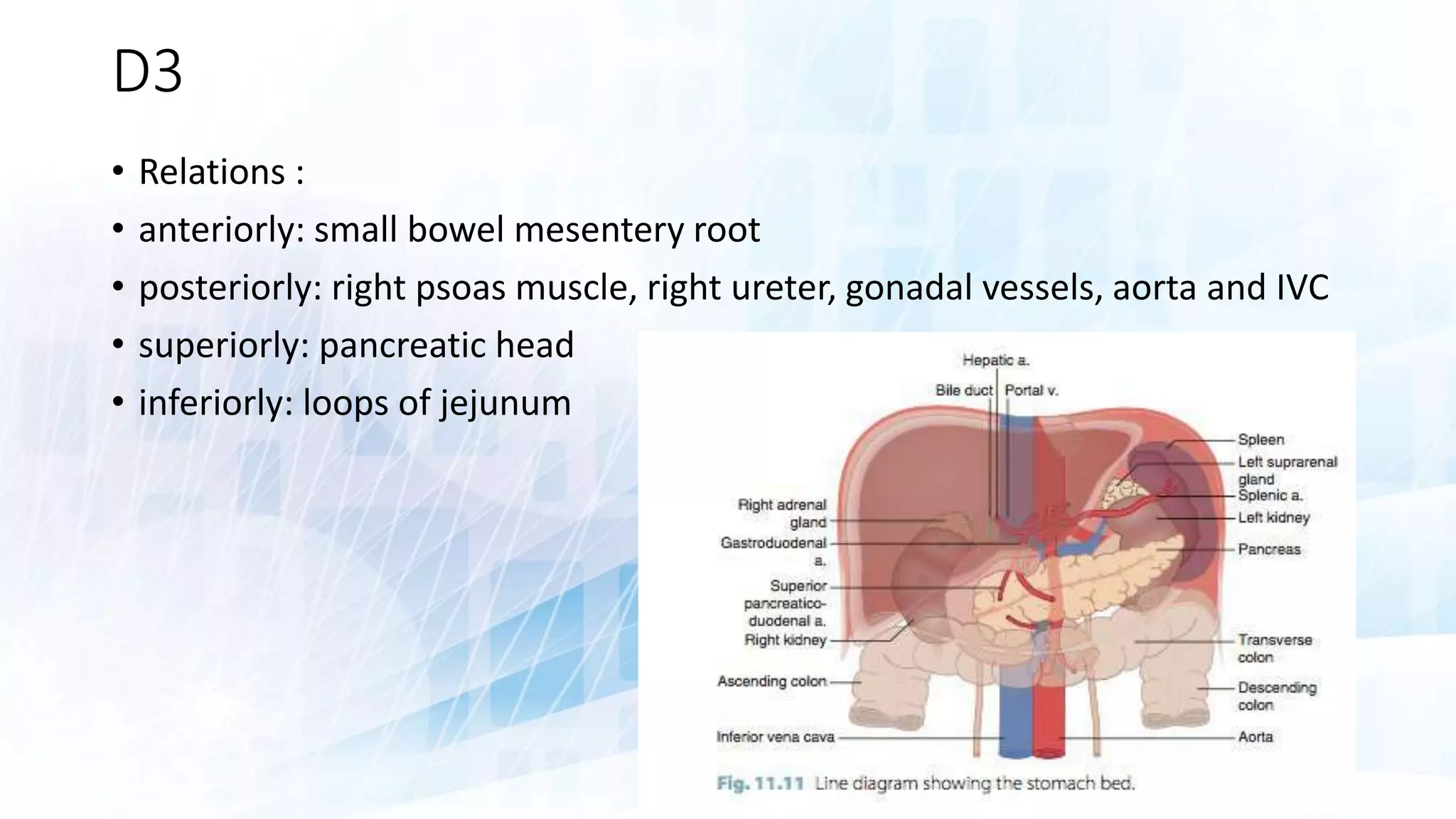 RADIOLOGIC ANATOMY OF SMALL INTESTINE AND INTRODUCTION TO SMALL BOWEL ...