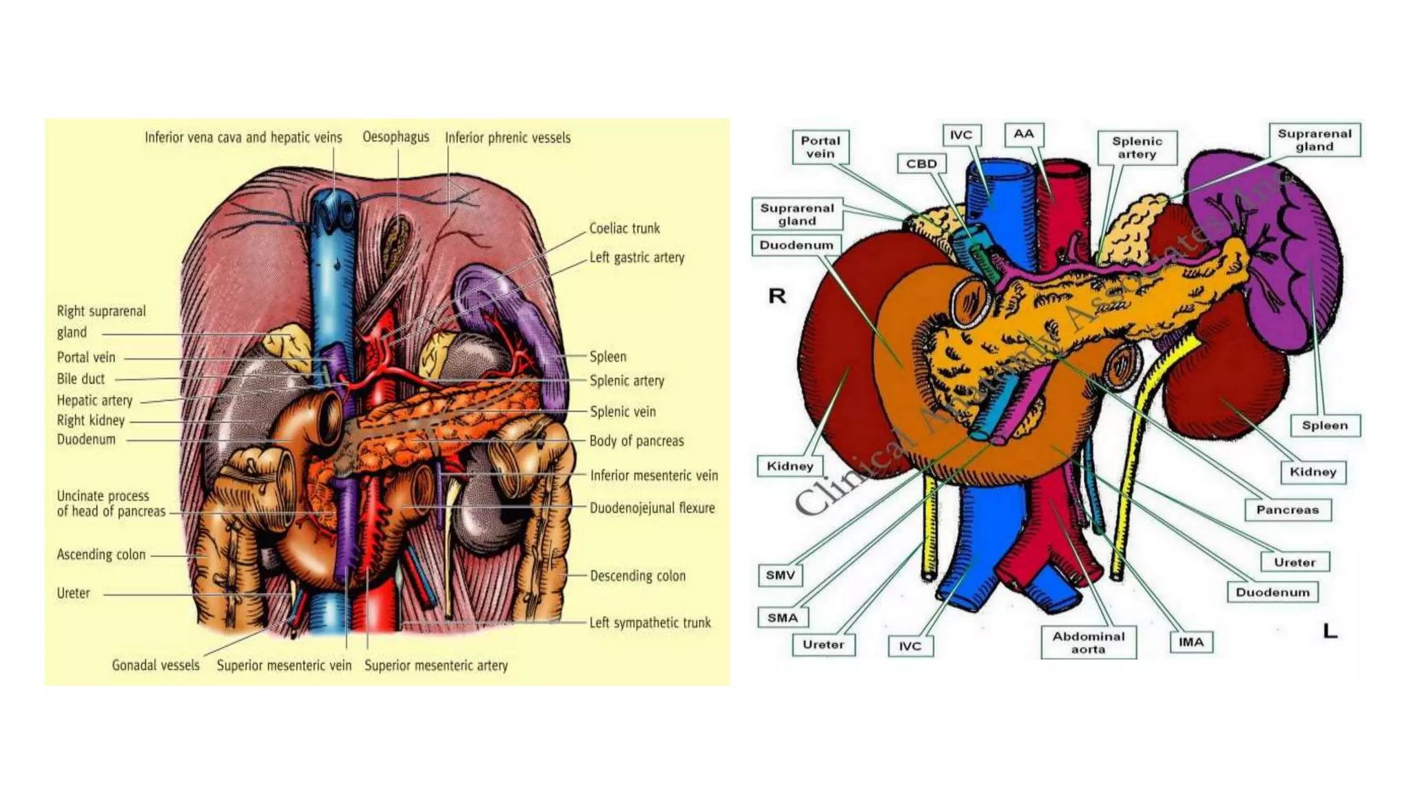 RADIOLOGIC ANATOMY OF SMALL INTESTINE AND INTRODUCTION TO SMALL BOWEL ...