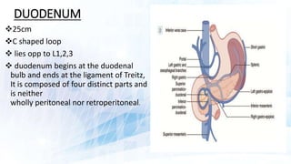 RADIOLOGIC ANATOMY OF SMALL INTESTINE AND INTRODUCTION TO SMALL BOWEL ...