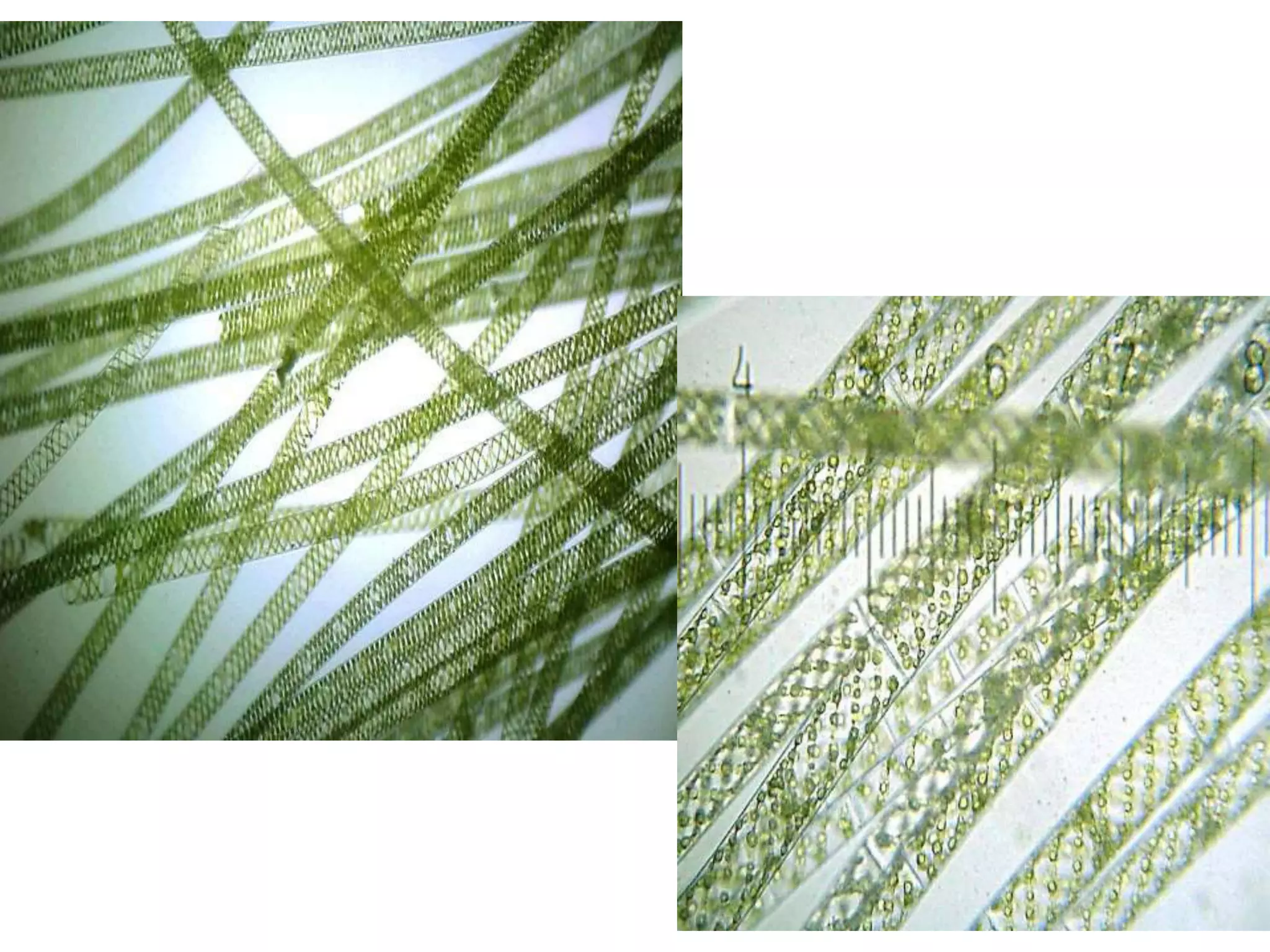 SBP- paper-1-unit-2 algae.pptx