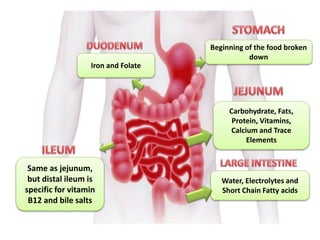 SHORT BOWEL SYNDROME | PPTX | Digestive Disorders | Diseases and Conditions