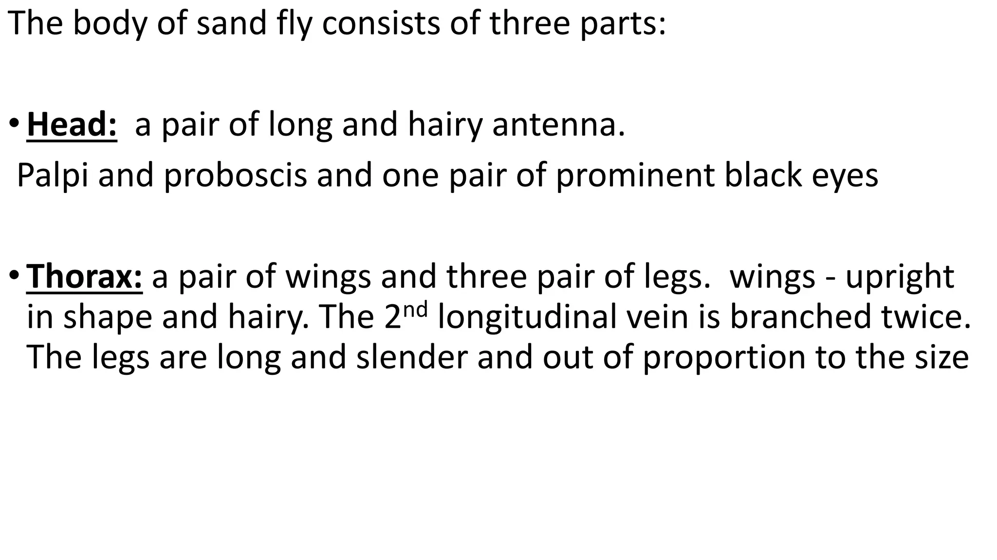 presentation on phlebotomous aregentipes (sand fly) | PPTX