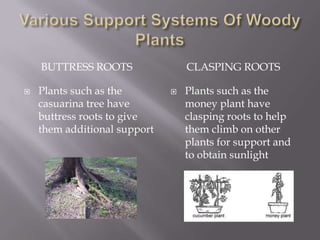 Sc..support system | PPTX | Gardening | Home & Garden