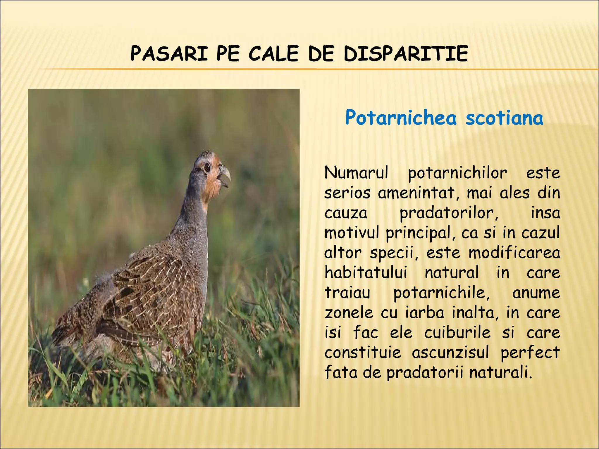 Pasari pe ale de disparitie | PPT