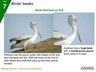 Birds' beaks | PPSX