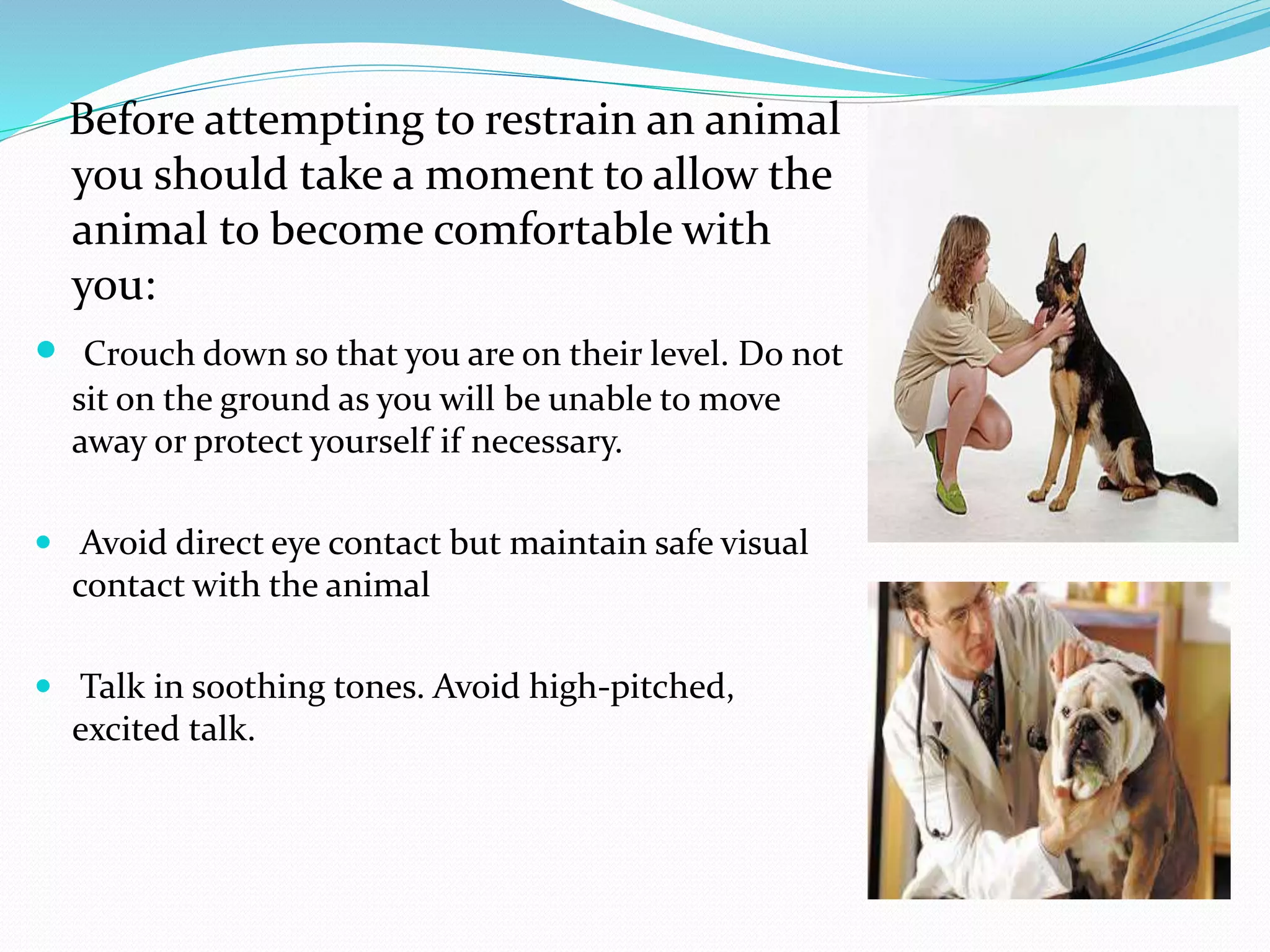 Animal Handling and Restraint | PPTX