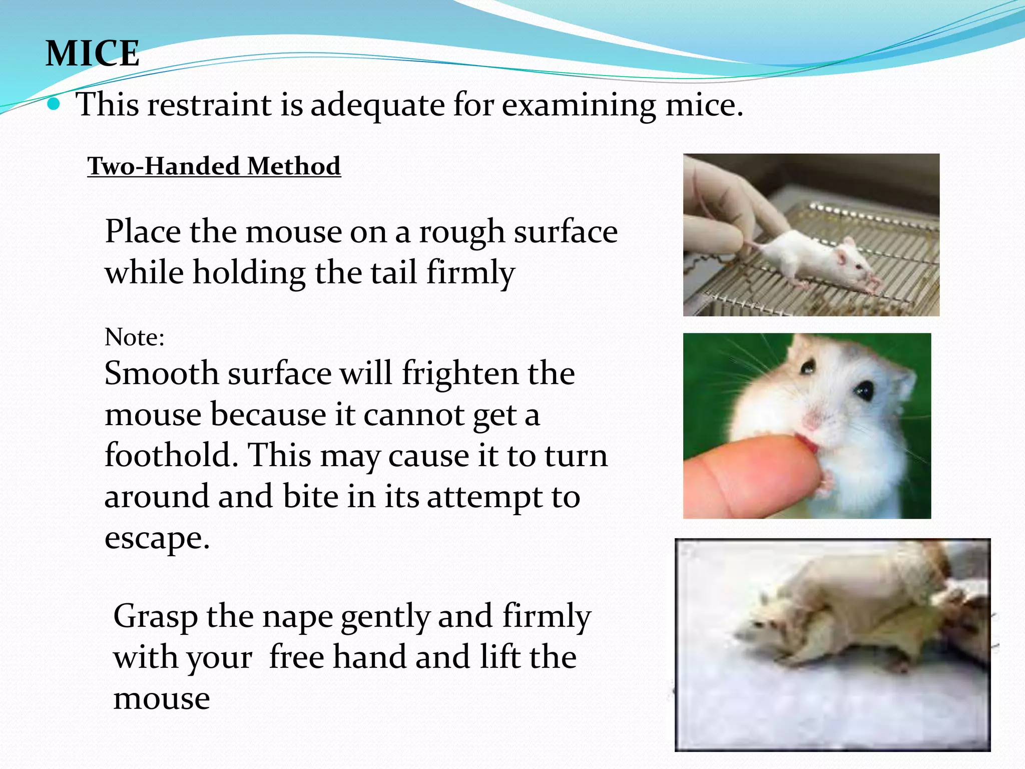 Animal Handling and Restraint | PPTX