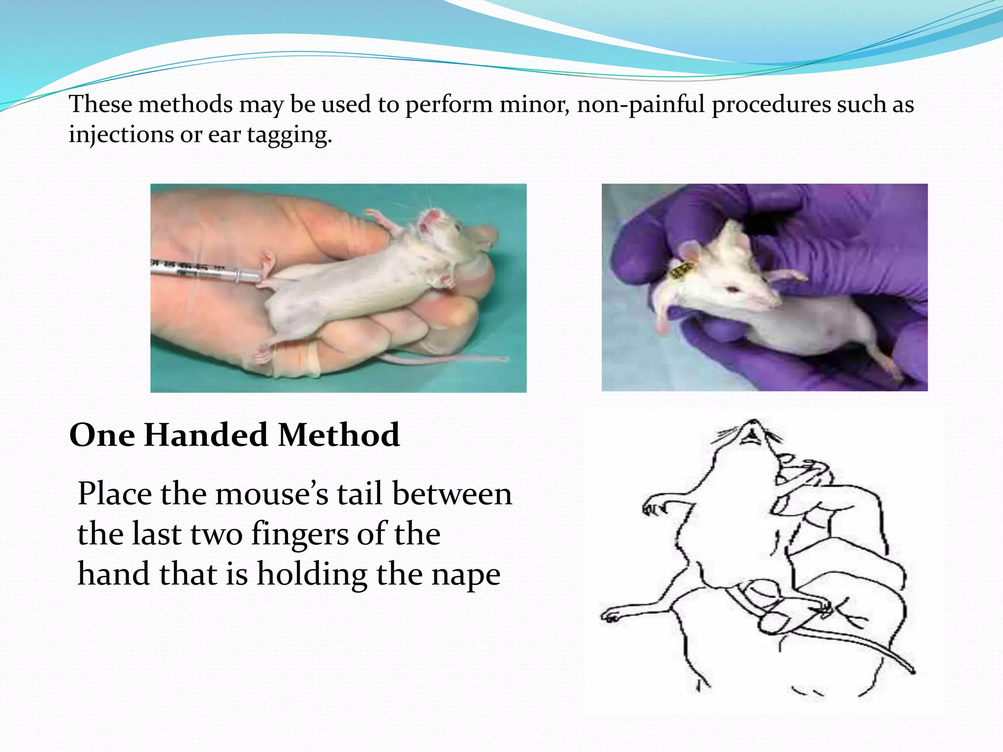 Animal Handling and Restraint | PPTX