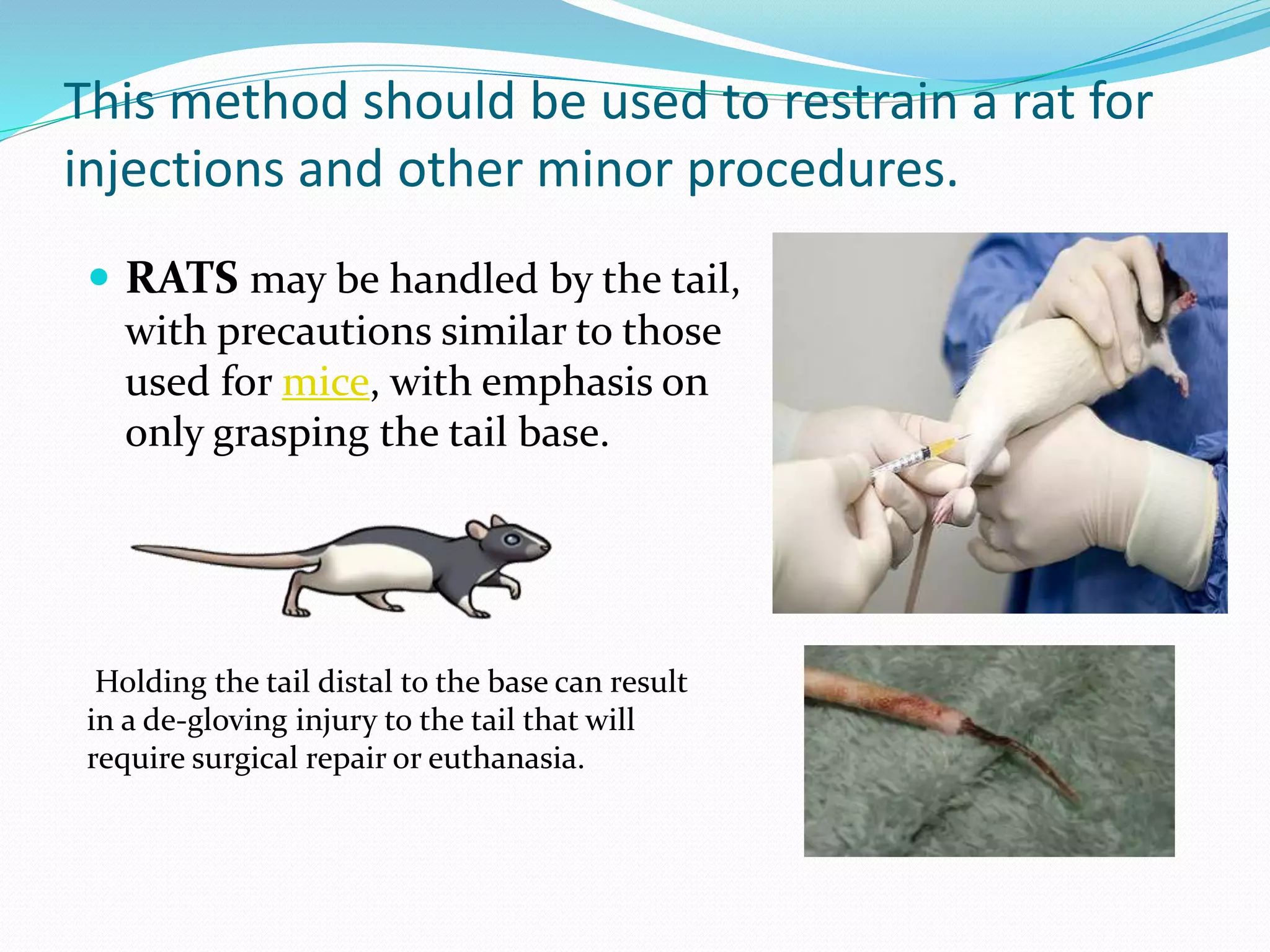 Animal Handling and Restraint | PPTX