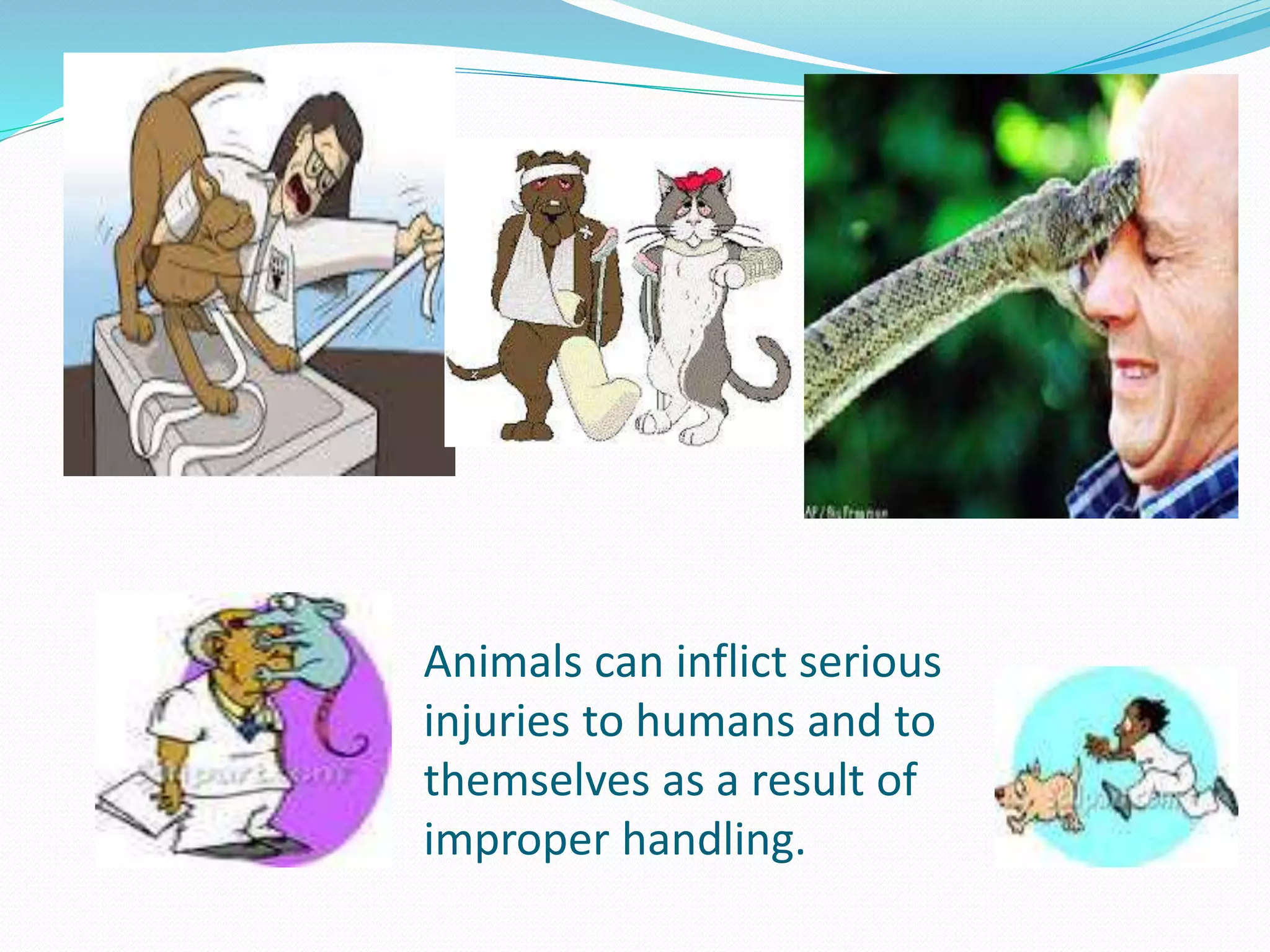 Animal Handling and Restraint | PPTX