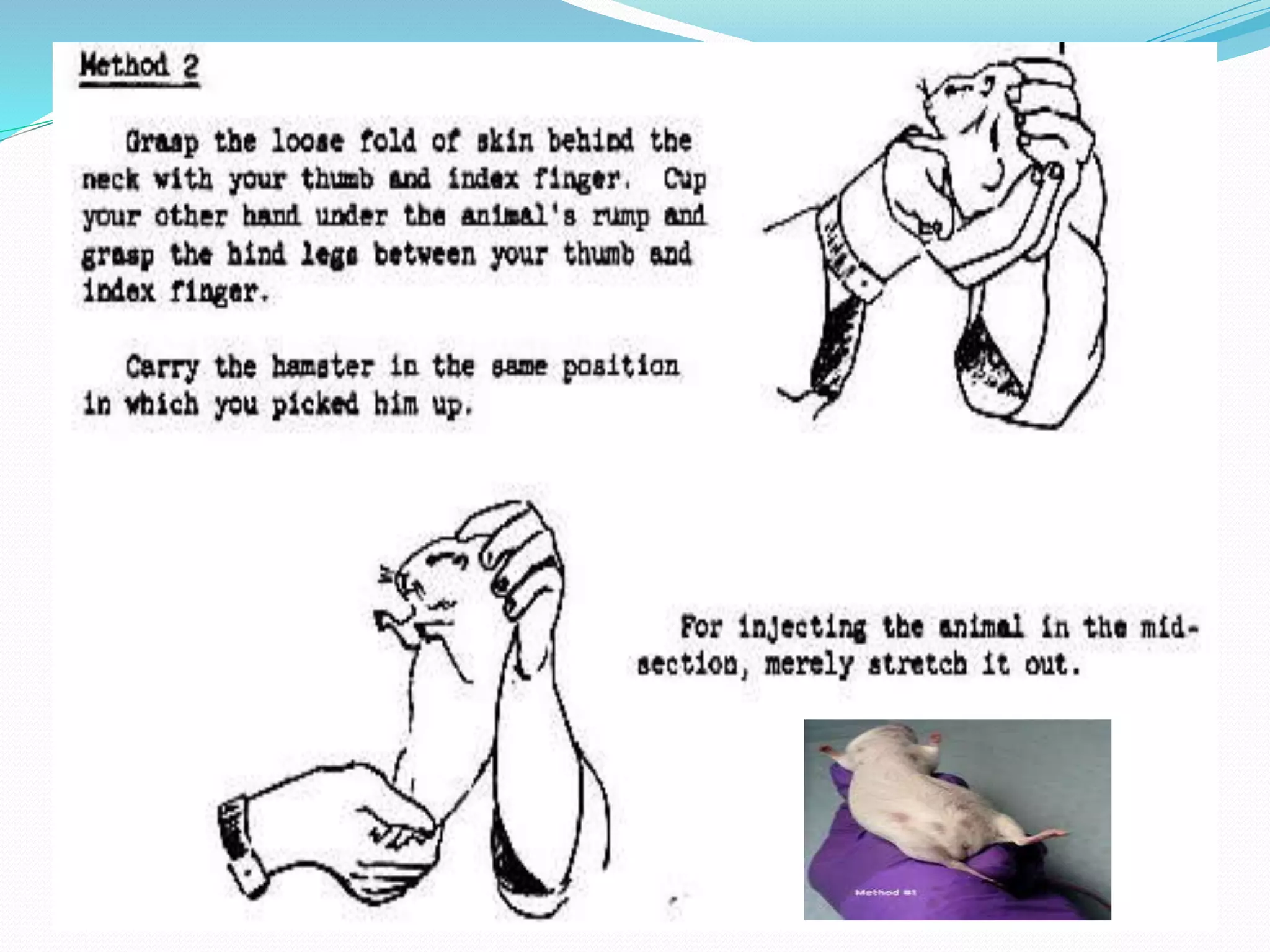 Animal Handling and Restraint | PPTX
