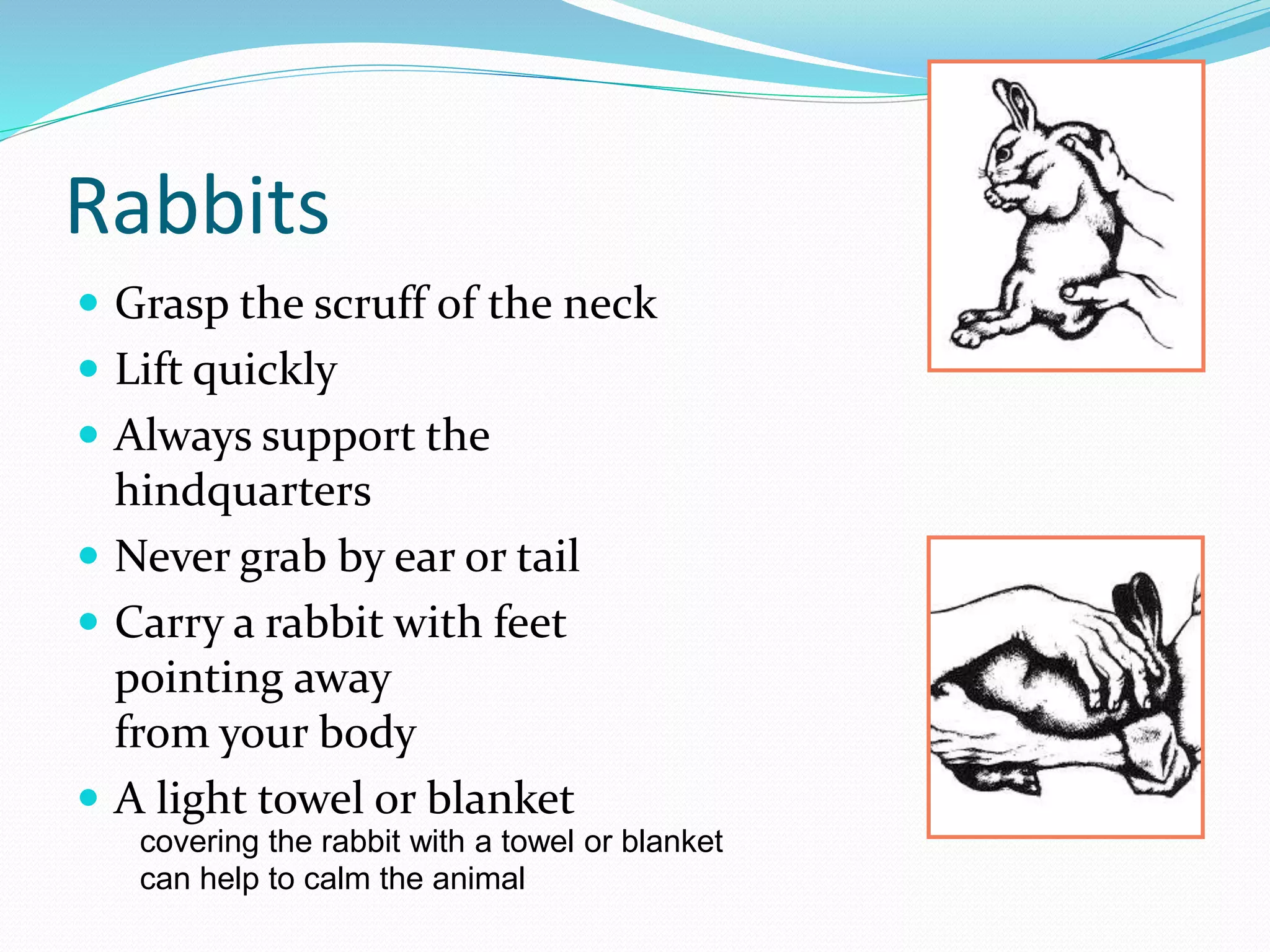 Animal Handling and Restraint | PPTX