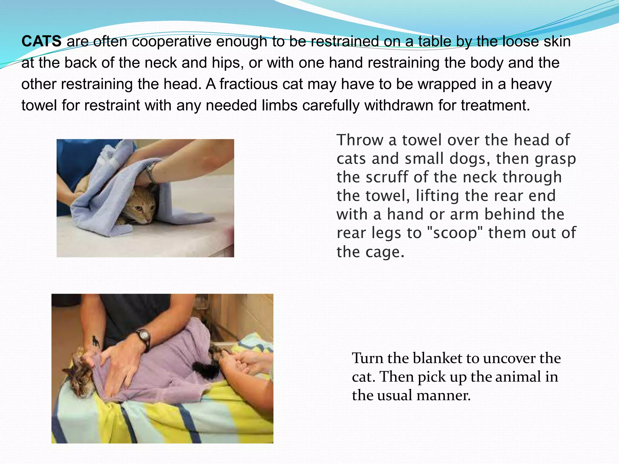 Animal Handling and Restraint | PPTX