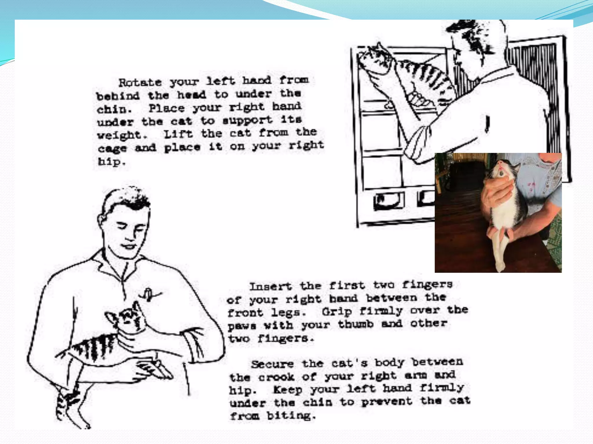 Animal Handling and Restraint | PPTX