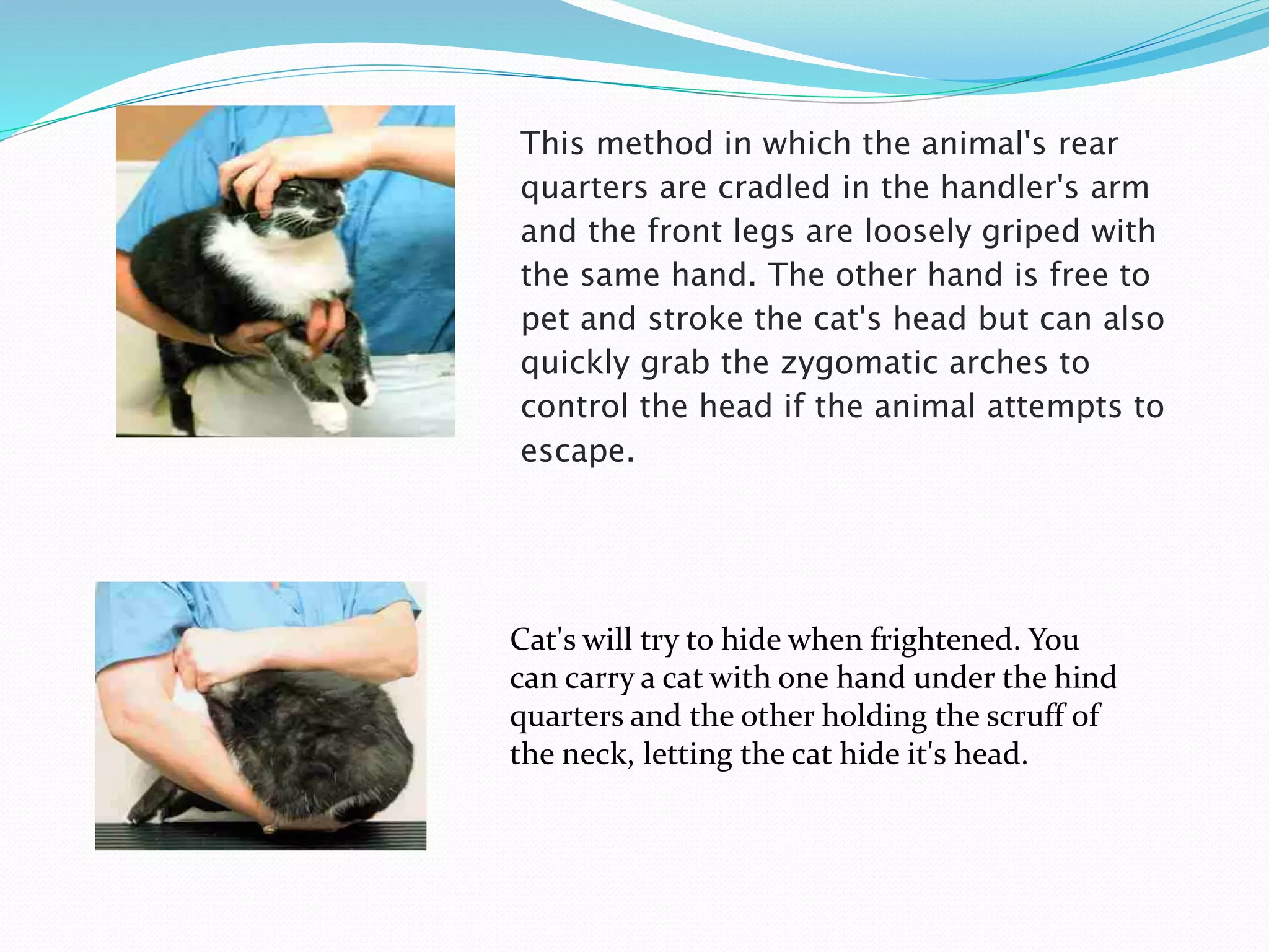 Animal Handling and Restraint | PPTX