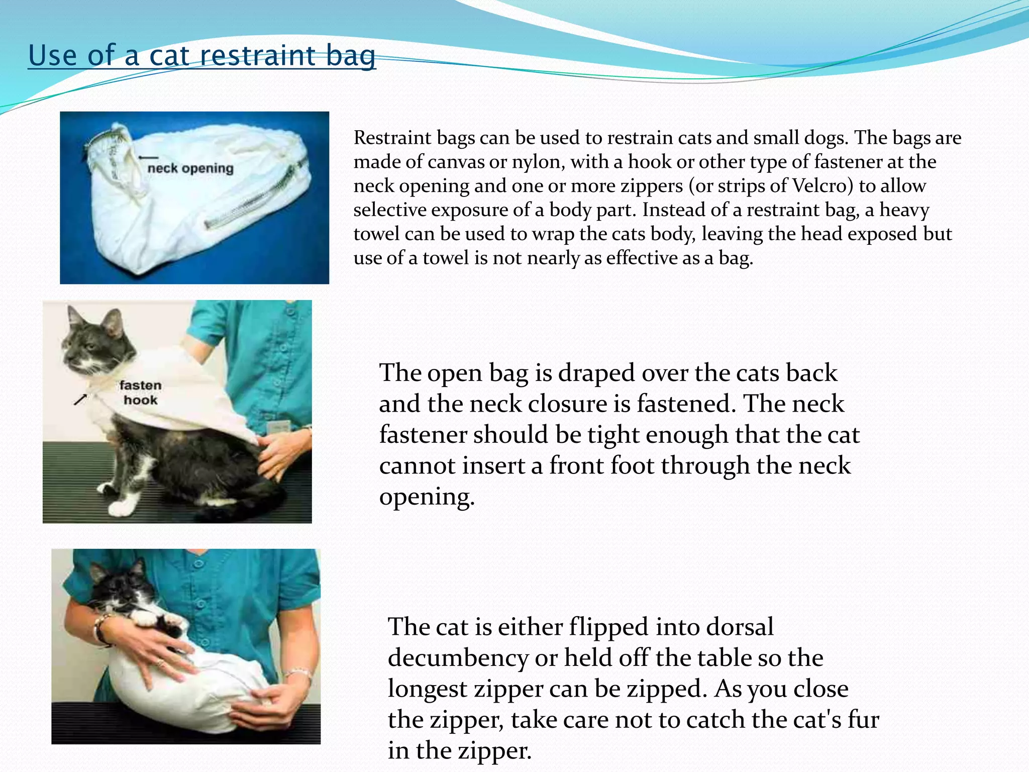 Animal Handling and Restraint | PPTX