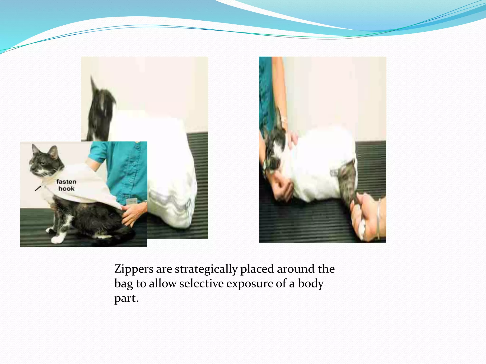 Animal Handling and Restraint | PPTX