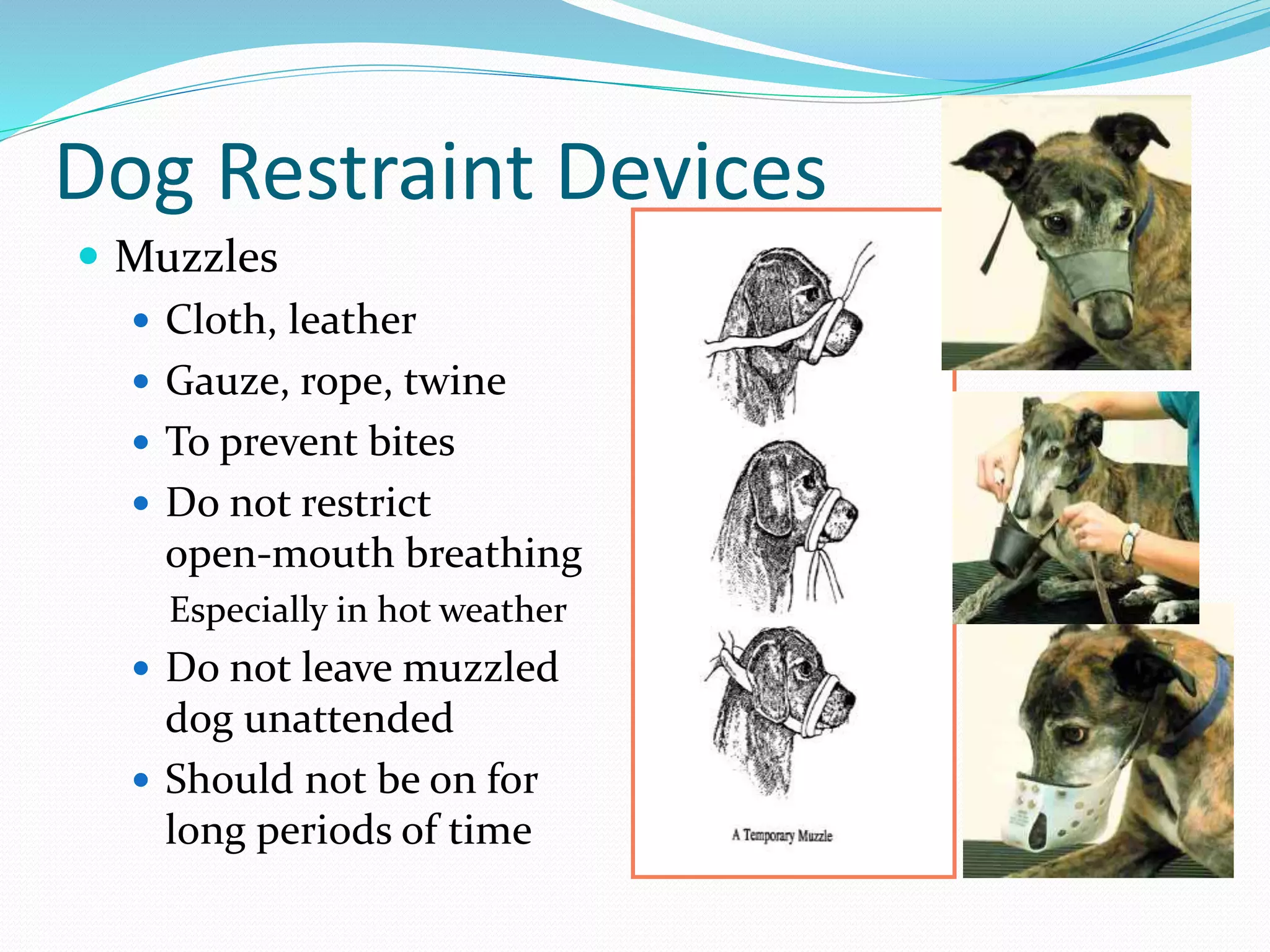 Animal Handling and Restraint | PPTX