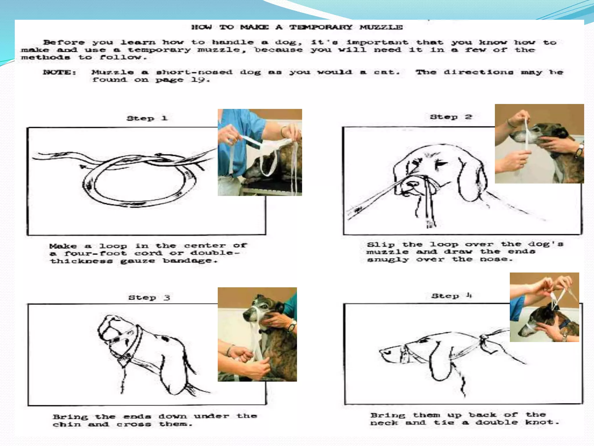 Animal Handling and Restraint | PPTX