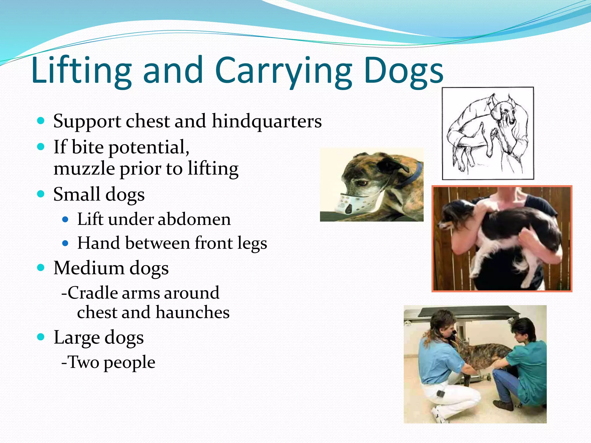 Animal Handling and Restraint | PPTX