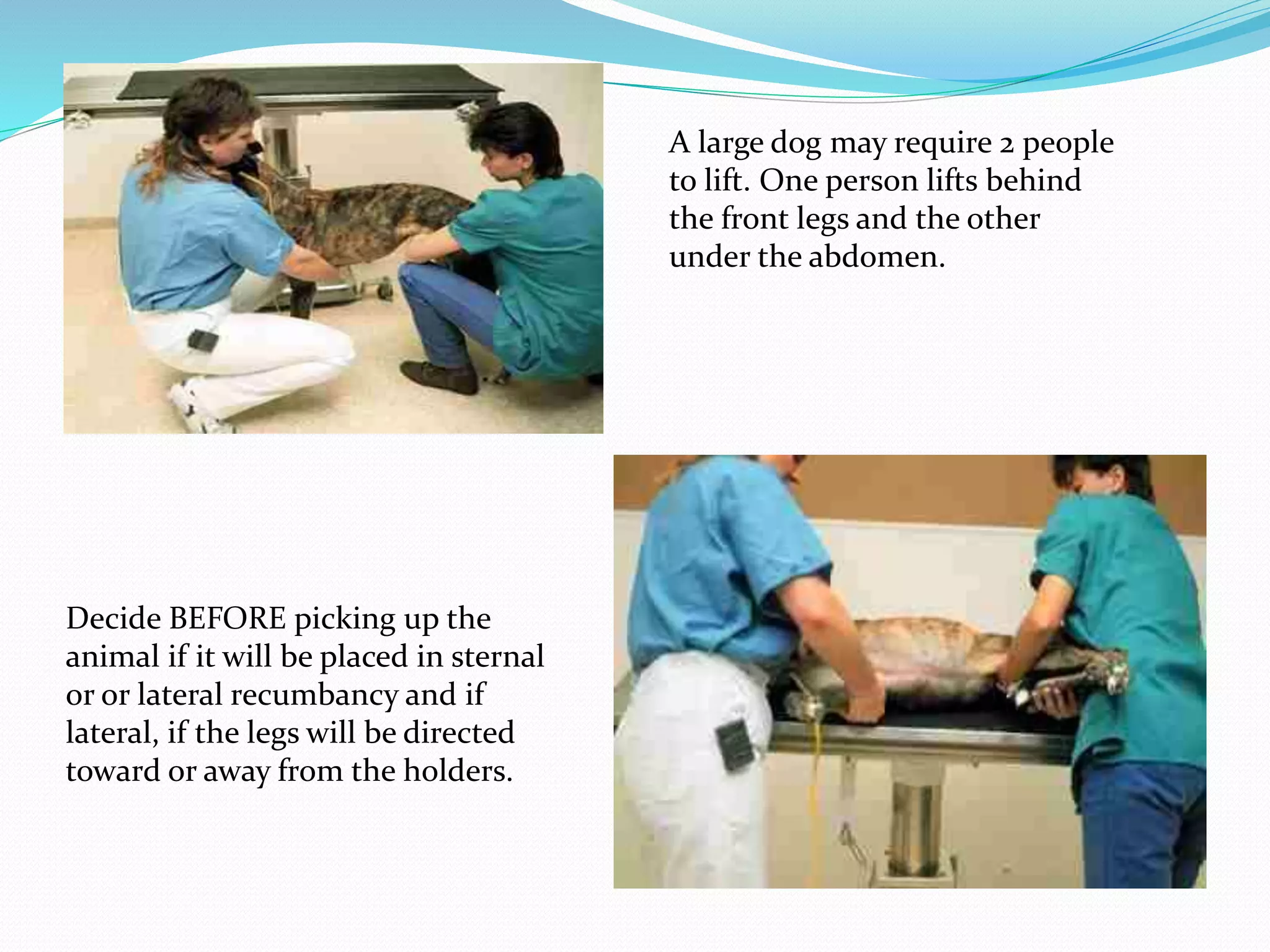 Animal Handling and Restraint | PPTX