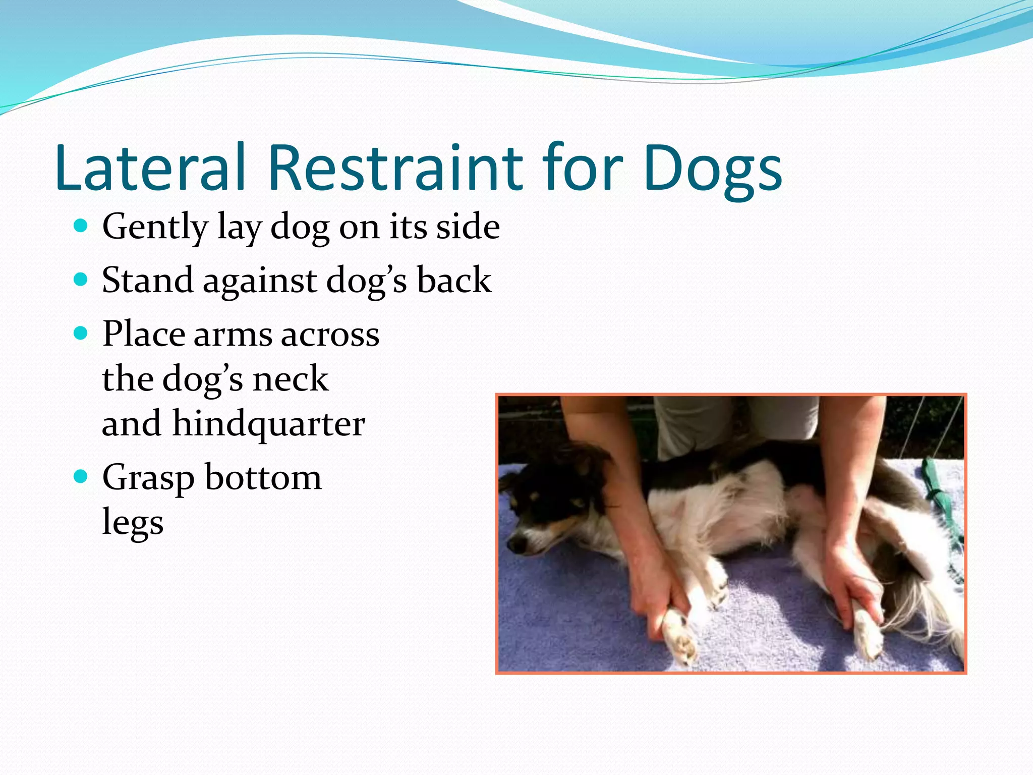 Animal Handling and Restraint | PPTX