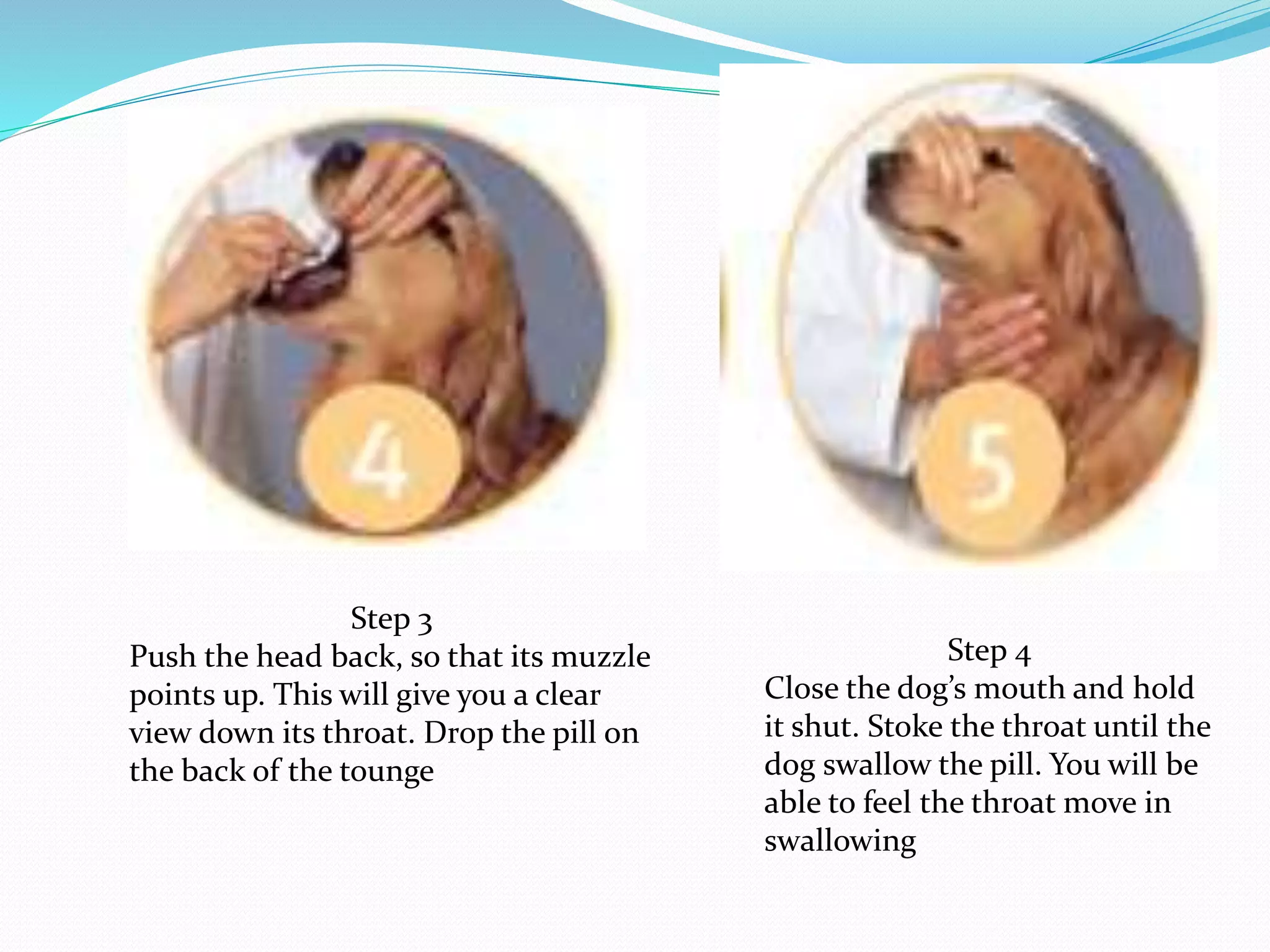 Animal Handling and Restraint | PPTX