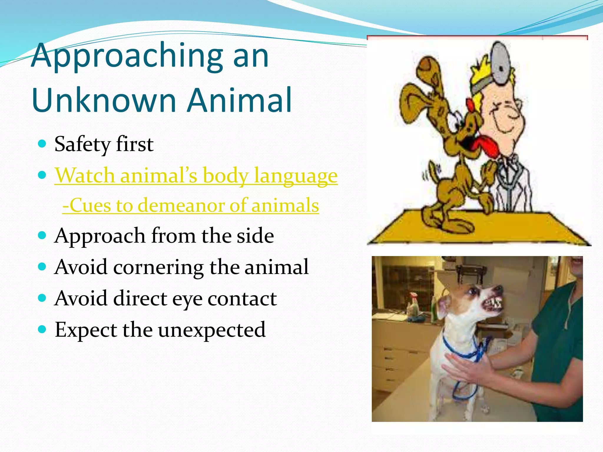 Animal Handling and Restraint | PPTX