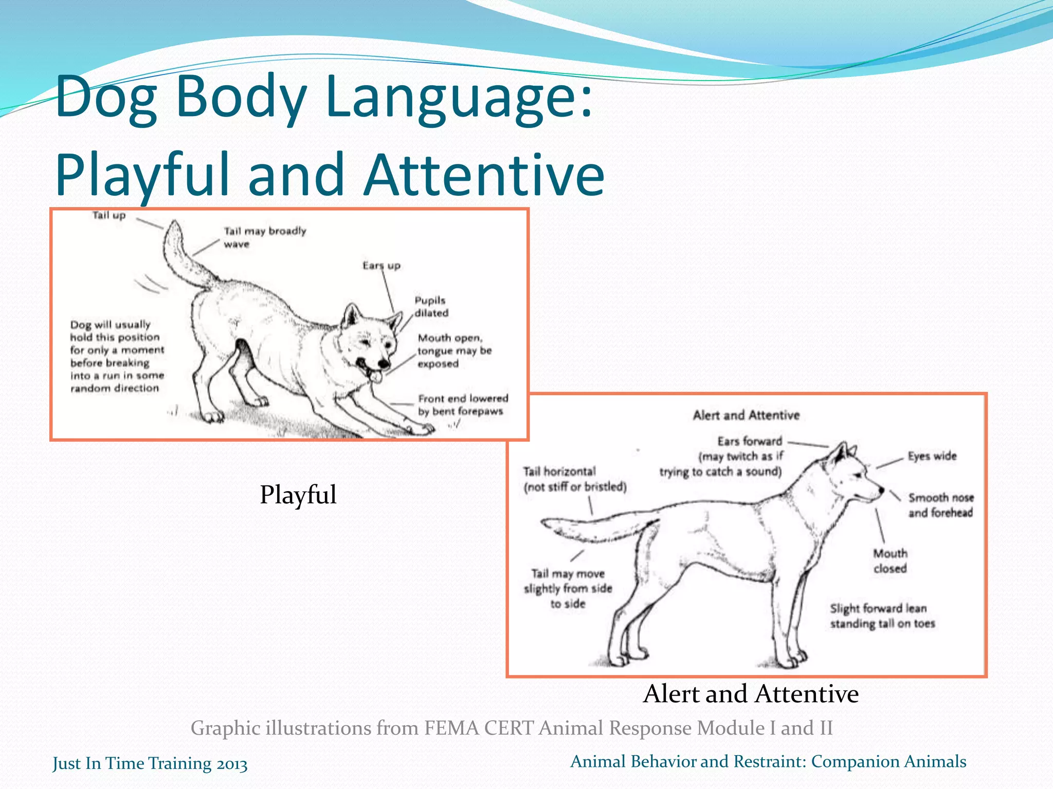 Animal Handling and Restraint | PPTX